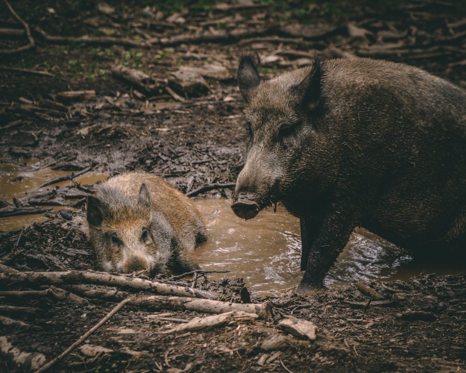 Feral hogs Shot: What You Need to Know - TennesseeHogRifle.com