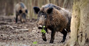 Where can you hunt wild hogs in Tennessee? - TennesseeHogRifle.com